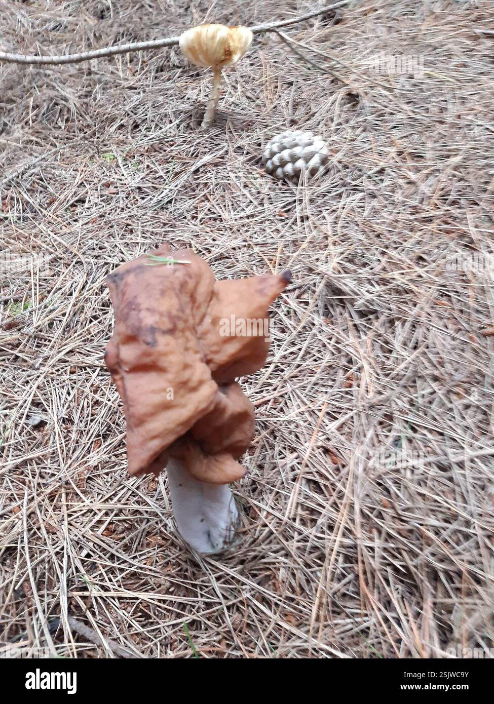Saddle-shaped False Morel (Gyromitra infula), Fungi, Bottle Lake Forest ...
