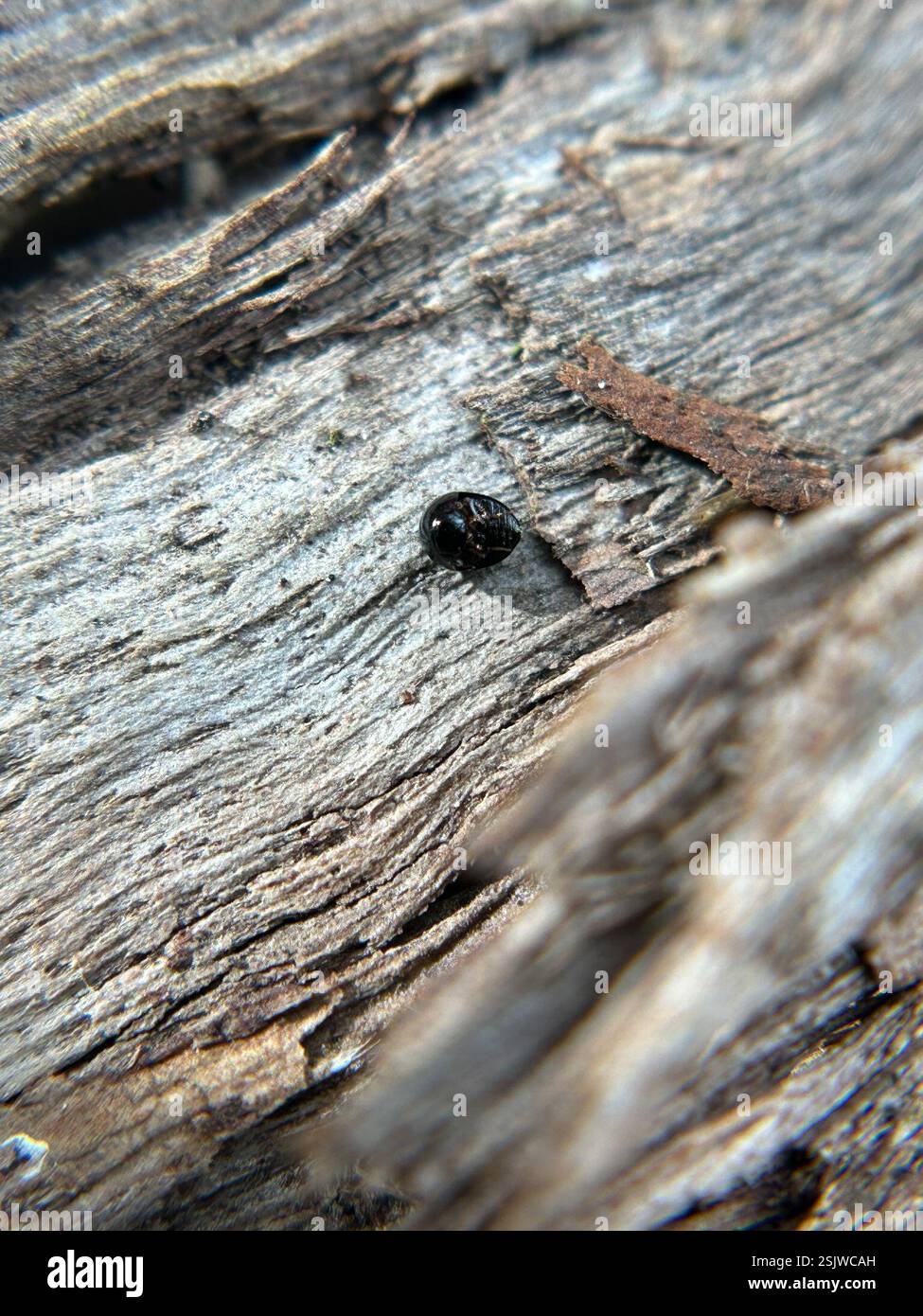 (Agathidium), Insecta, Highland Dr, Los Osos, CA, US Stock Photo - Alamy