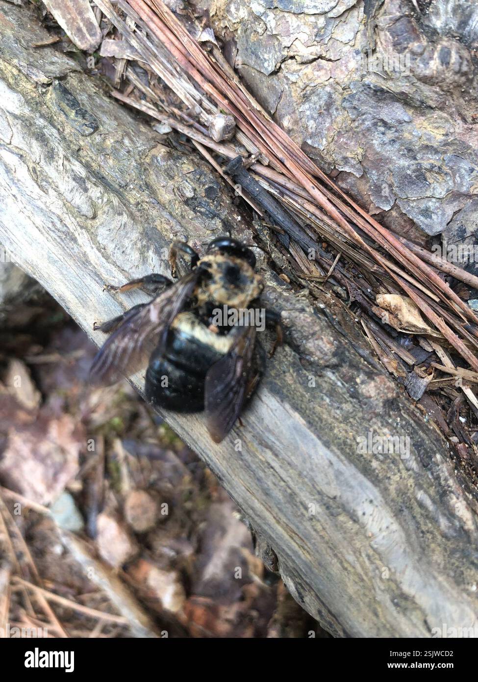 Eastern Carpenter Bee (Xylocopa virginica), Insecta, Link Rd, Chapel ...