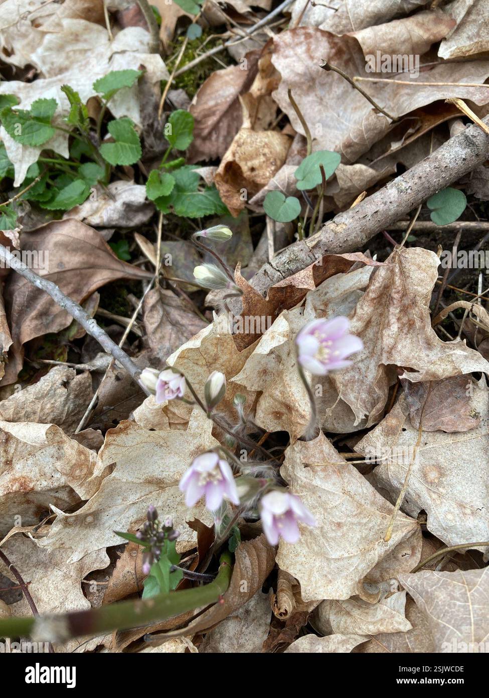 sharp-lobed hepatica (Hepatica acutiloba), Plantae, Rockville, IN, US ...