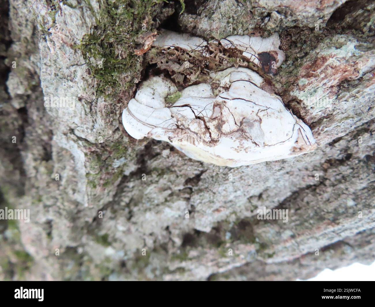 (Ganoderma megaloma), Fungi, Devil's Lake State Park, Devils Lake, Sauk ...