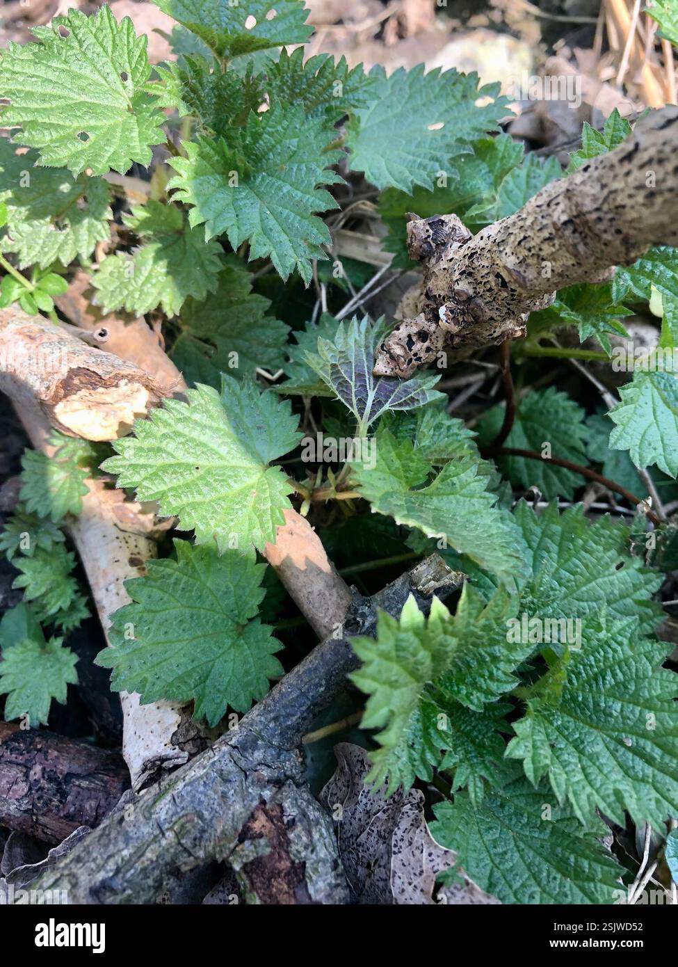 great stinging nettle (Urtica dioica), Plantae, Moulton Dr, Bradford-On ...