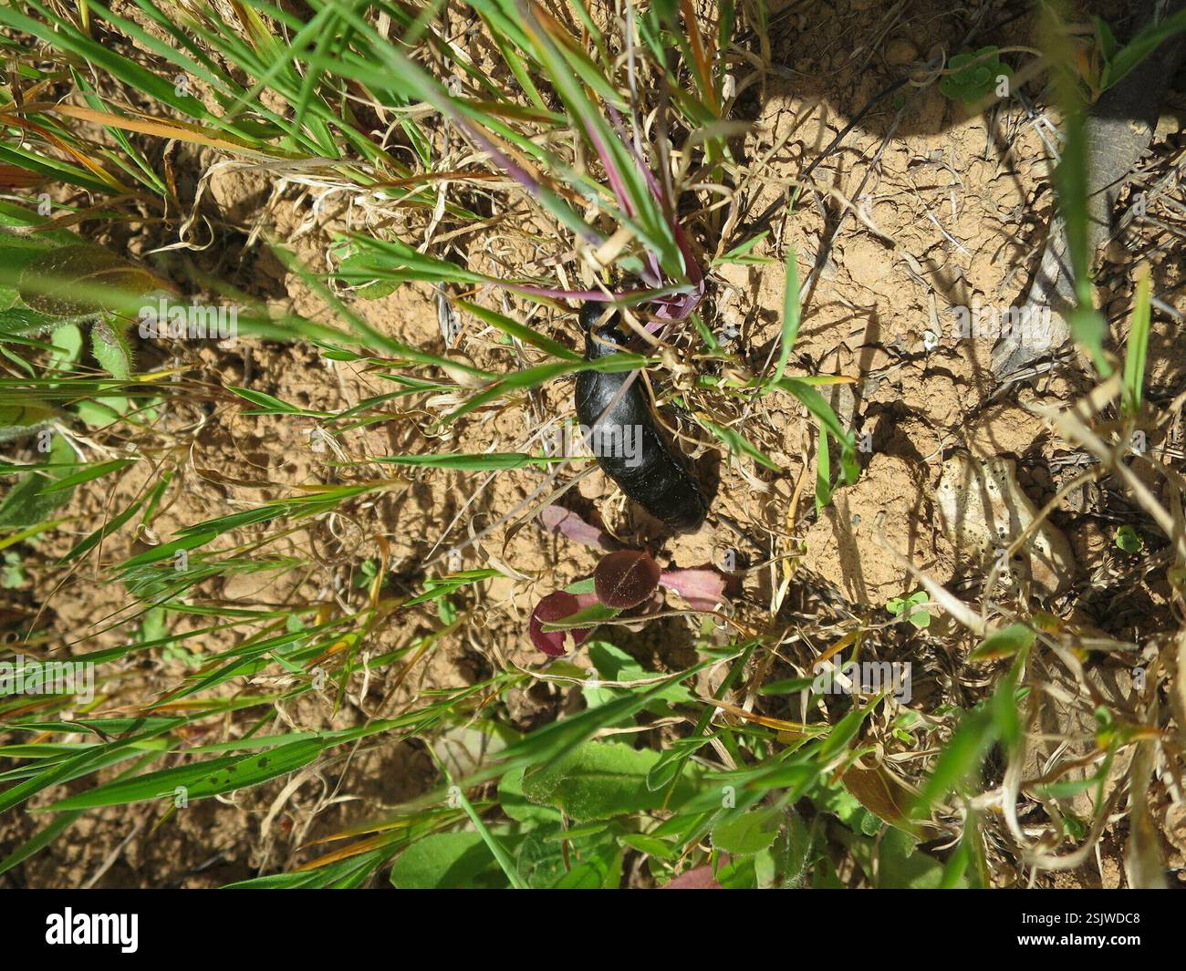 Portuguese red-striped oil beetle (Berberomeloe castuo), Insecta ...