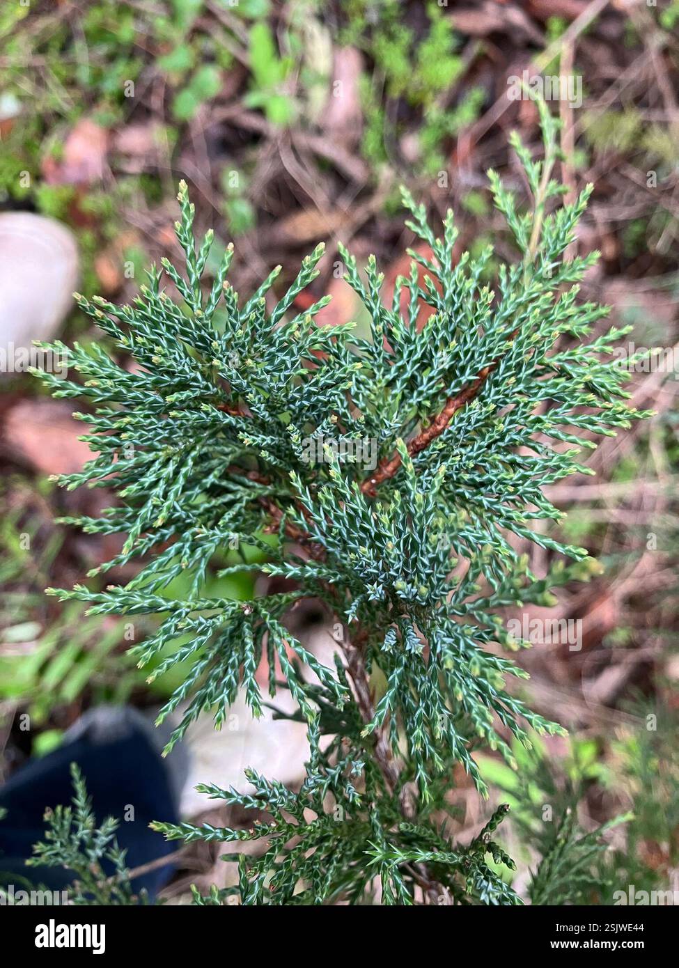 Seaside Juniper (Juniperus maritima), Plantae, SUCIA ISLAND MARINE ...