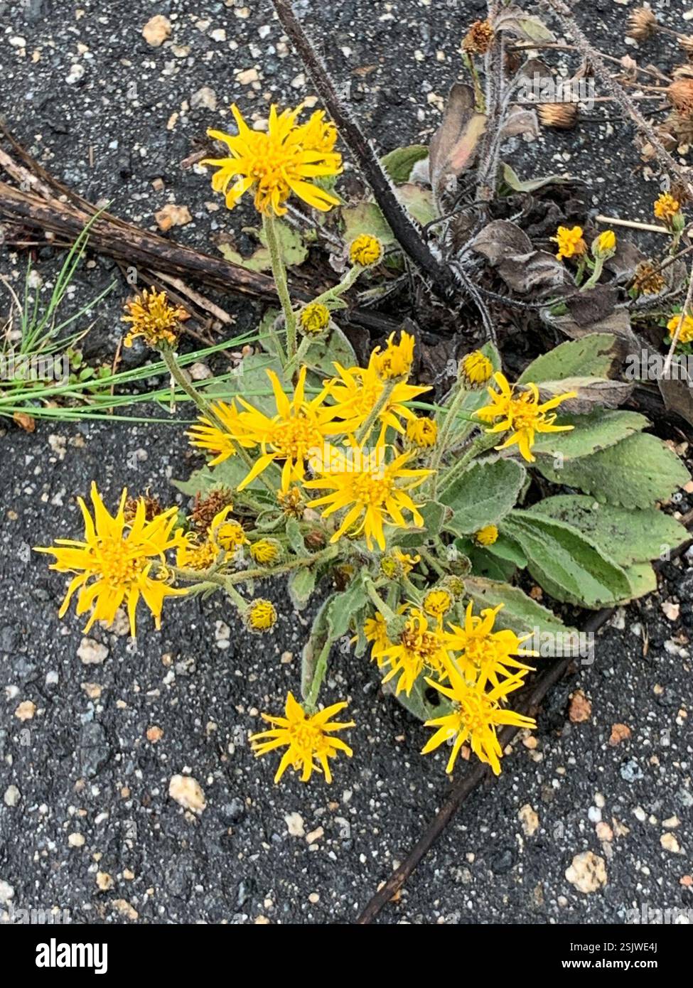 Telegraphweed (Heterotheca grandiflora), Plantae, Lemon Line Rd ...