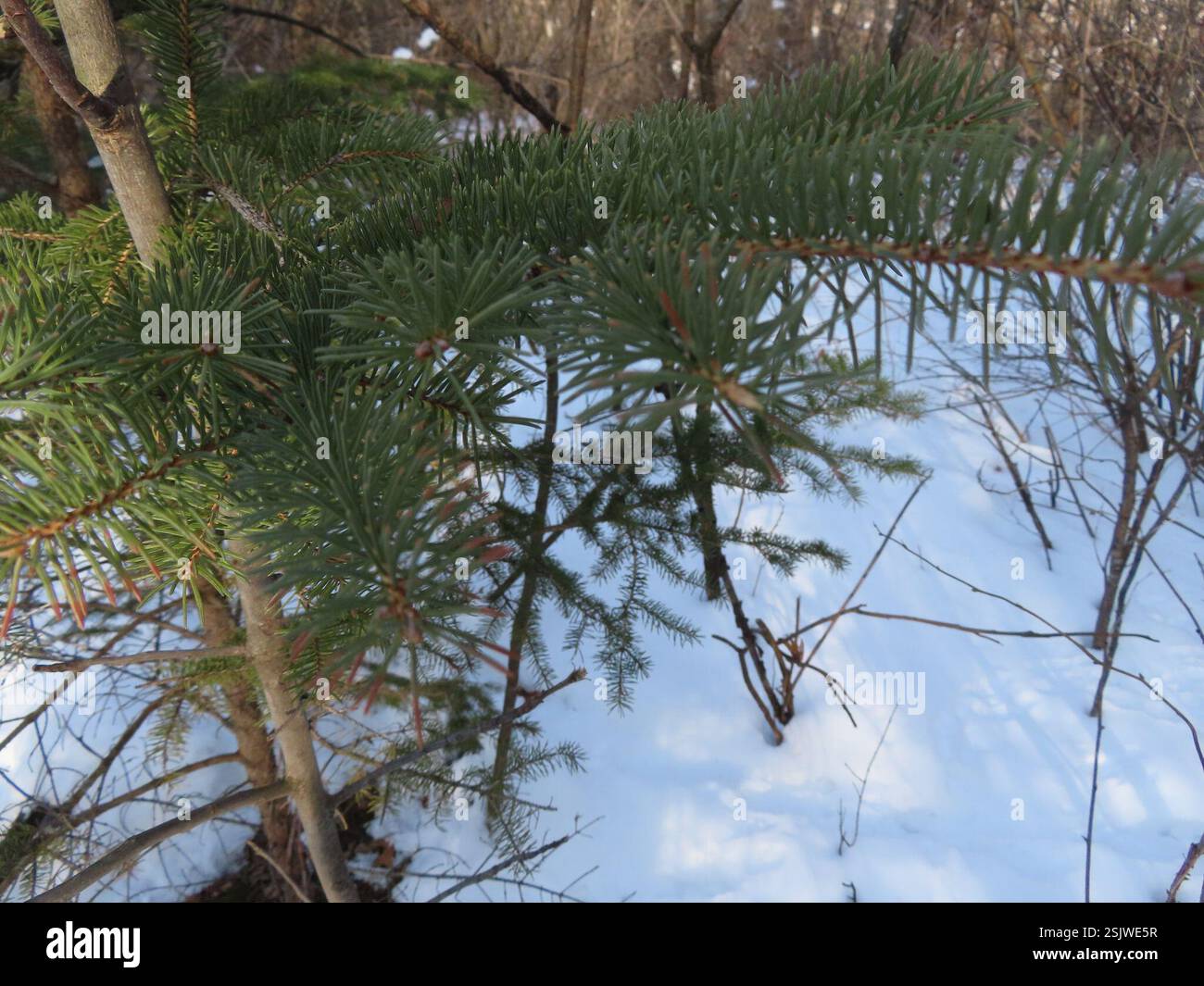 white spruce (Picea glauca), Plantae, Dane County, WI, USA Stock Photo ...