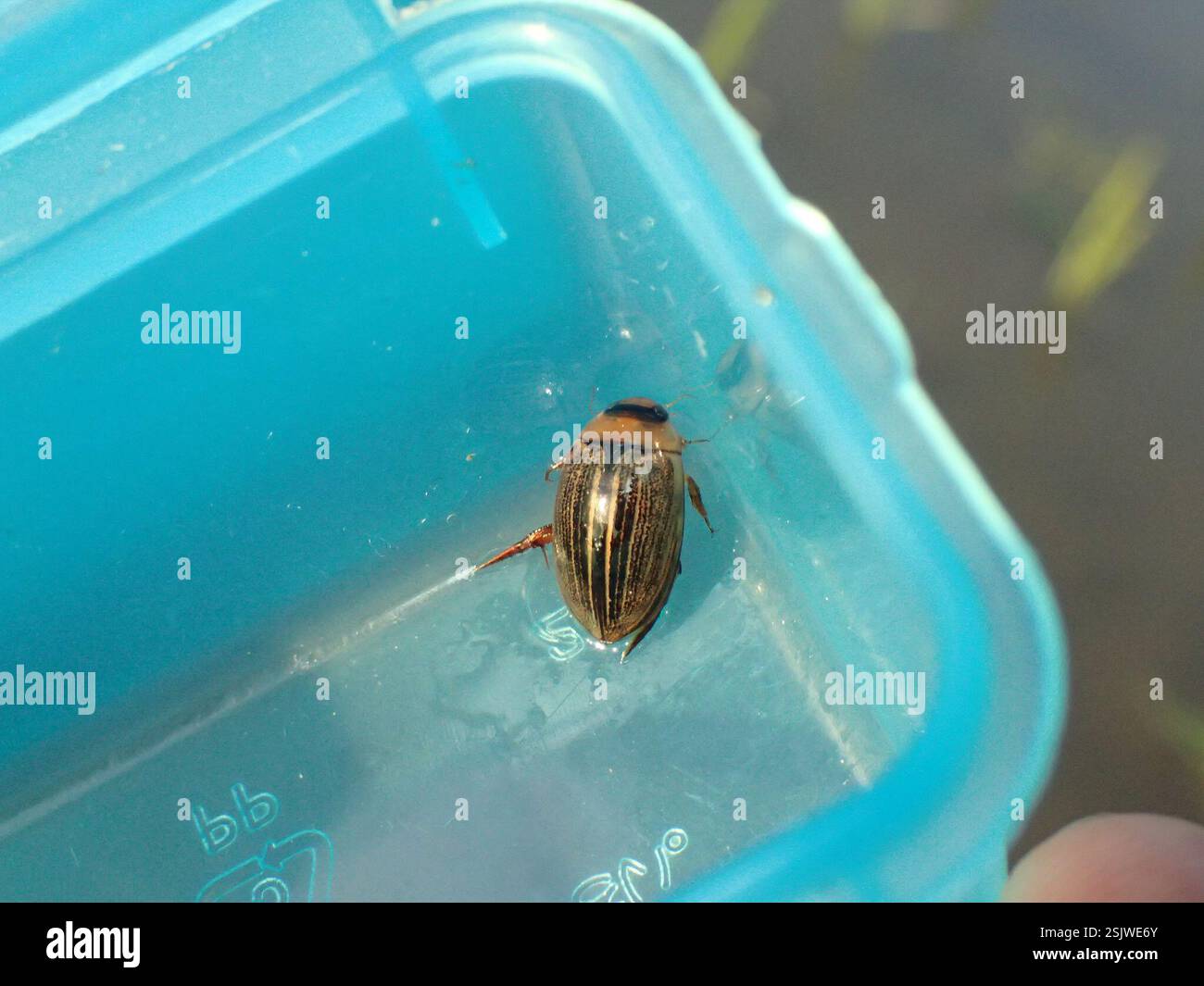 Grammicus hi-res stock photography and images - Alamy