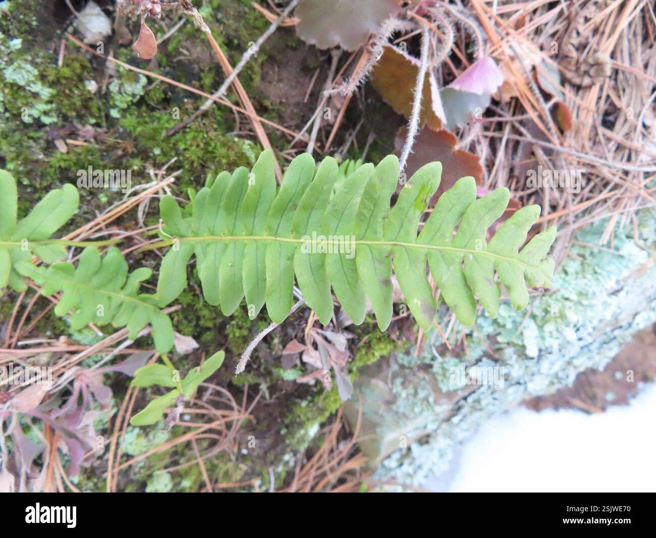 rock polypody (Polypodium virginianum), Plantae, Devil's Lake State ...