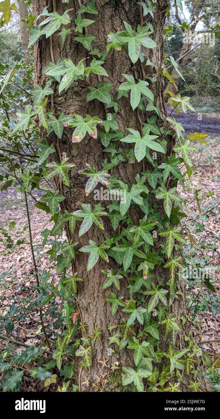 English Ivy (Hedera helix helix), Plantae, London, UK Stock Photo - Alamy