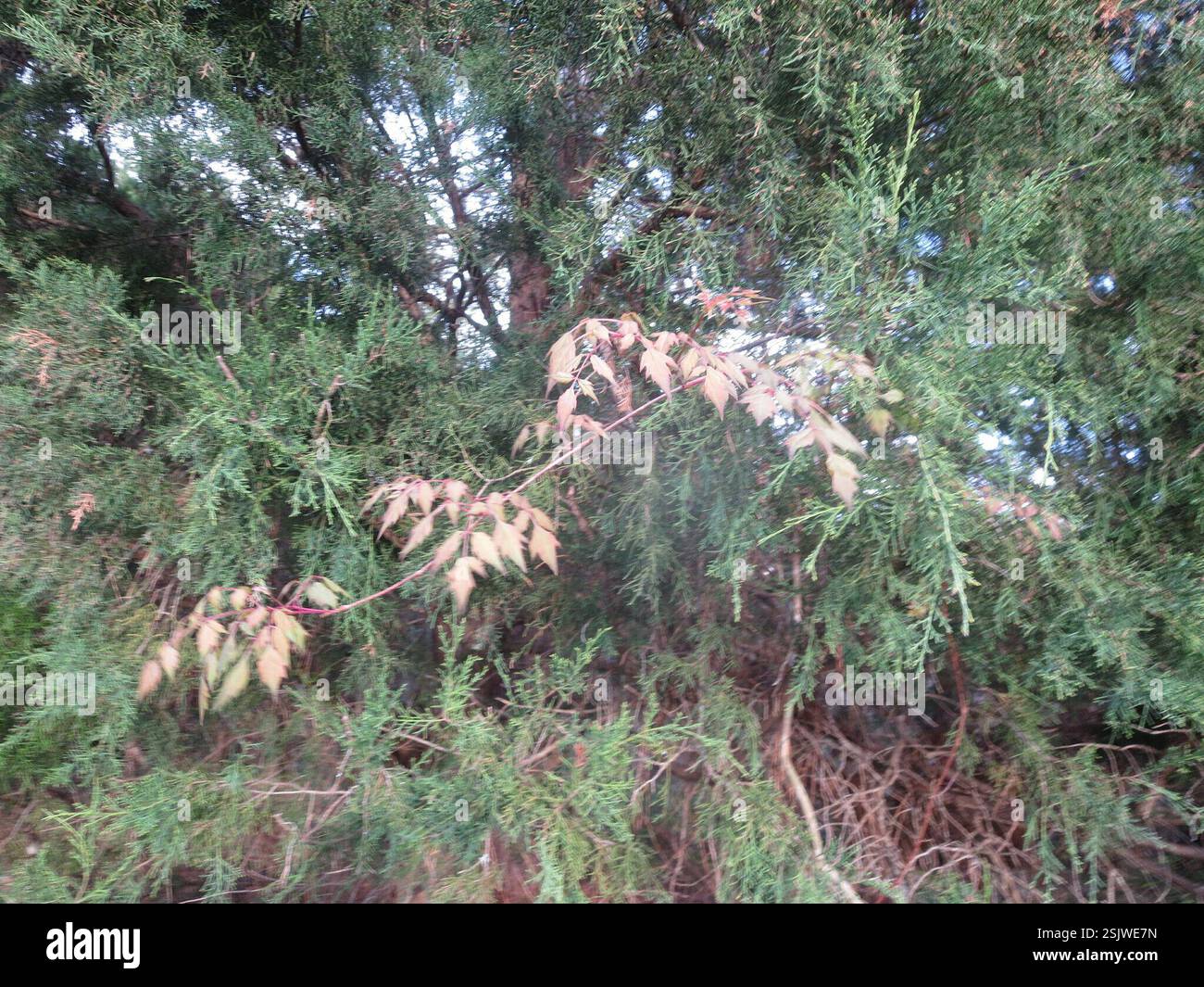 peppervine (Nekemias arborea), Plantae, Windsor Forest, Savannah, GA ...