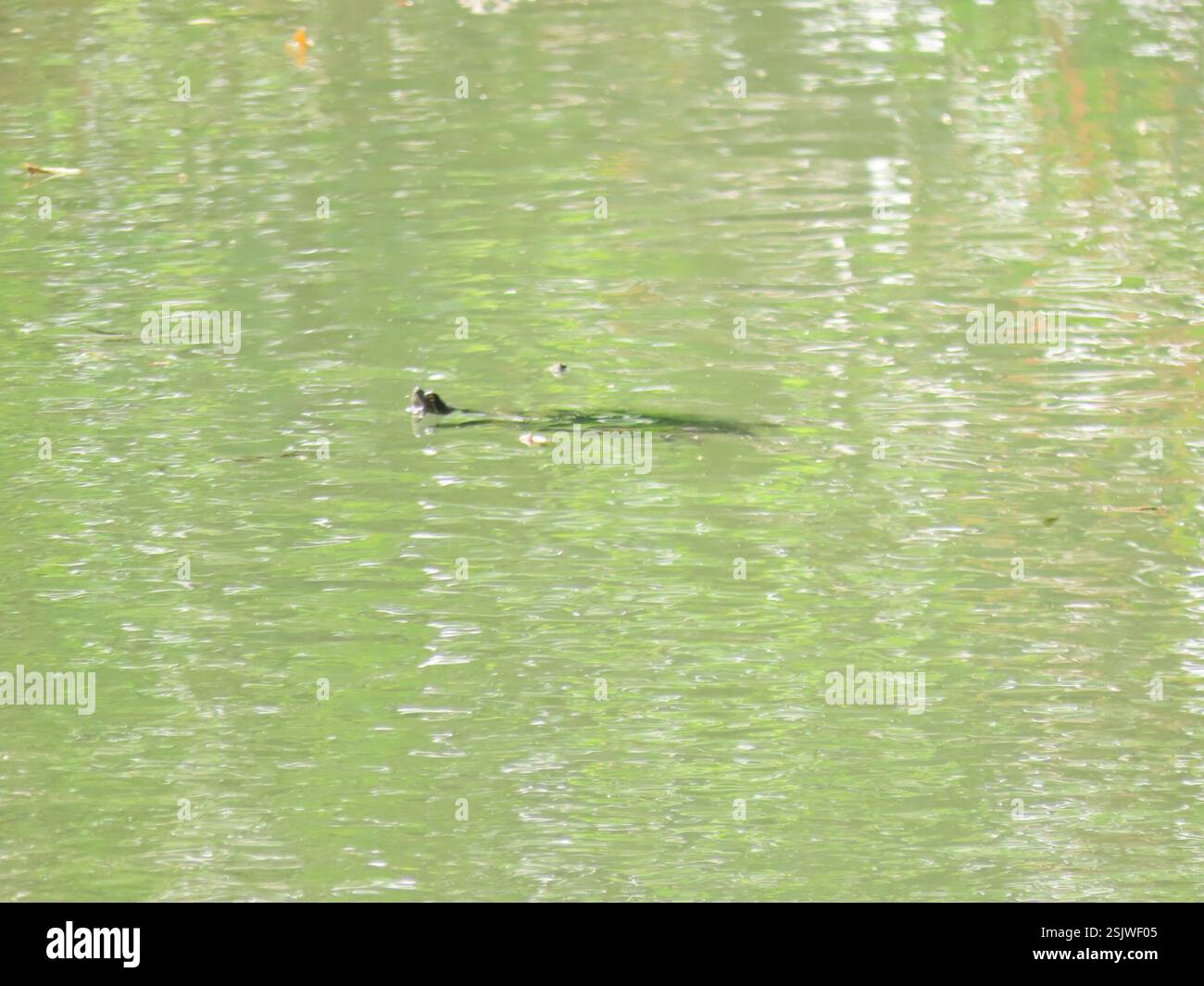 Cuban Slider (Trachemys decussata), Reptilia, Chambas, CU-CA, CU Stock ...