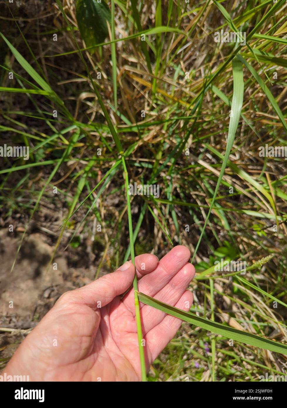 Hillside Burr Grass (Cenchrus caliculatus), Plantae, Esk QLD 4312 ...