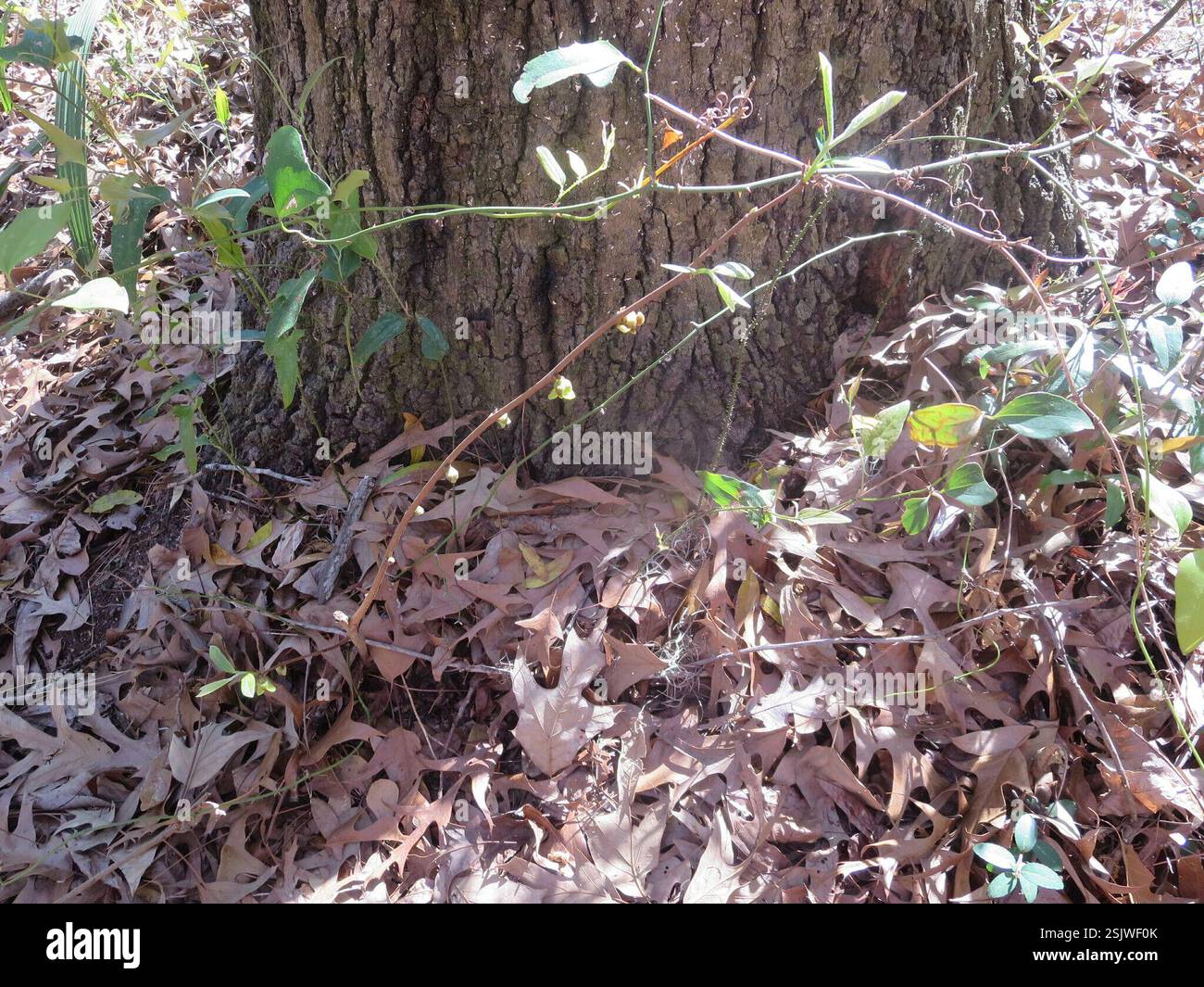 Small-Flower Pawpaw (Asimina parviflora), Plantae, Windsor Forest ...