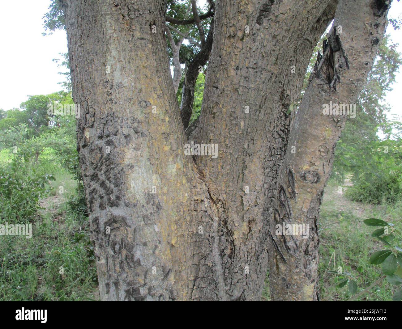 manketti-tree (Schinziophyton rautanenii), Plantae, Kavango East Region ...