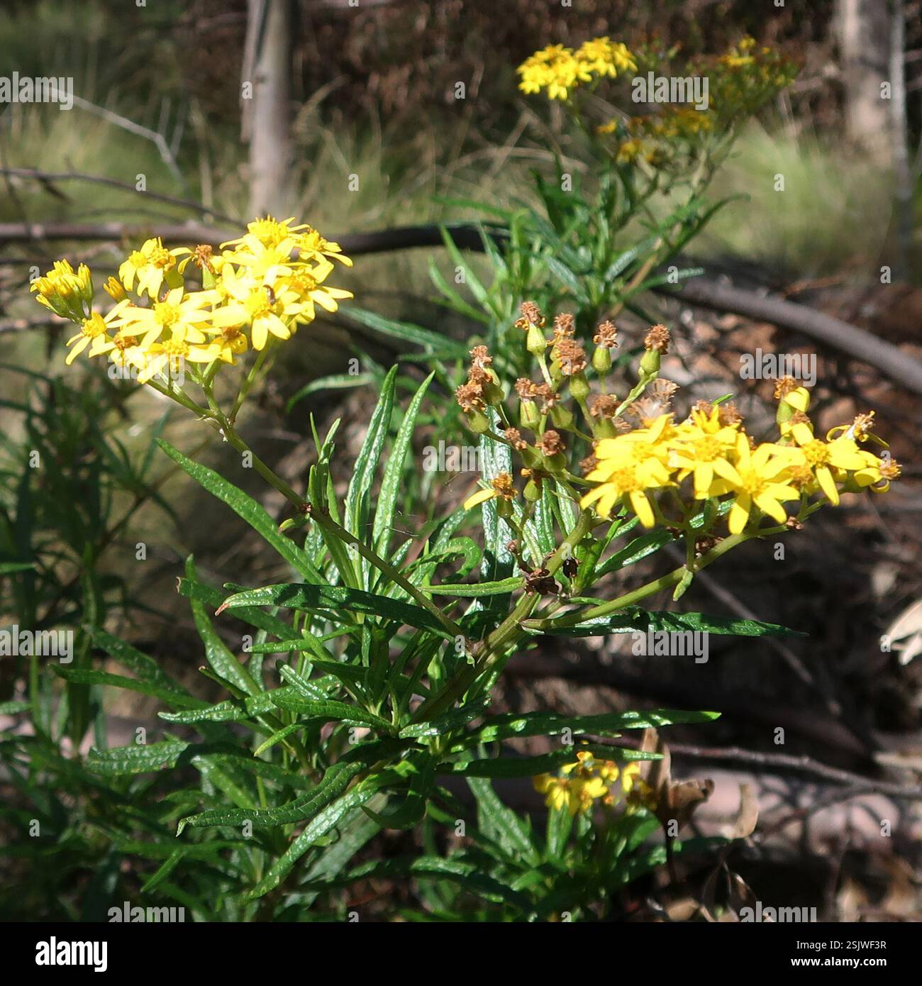 linear-leaved australian fireweed (Senecio linearifolius linearifolius ...