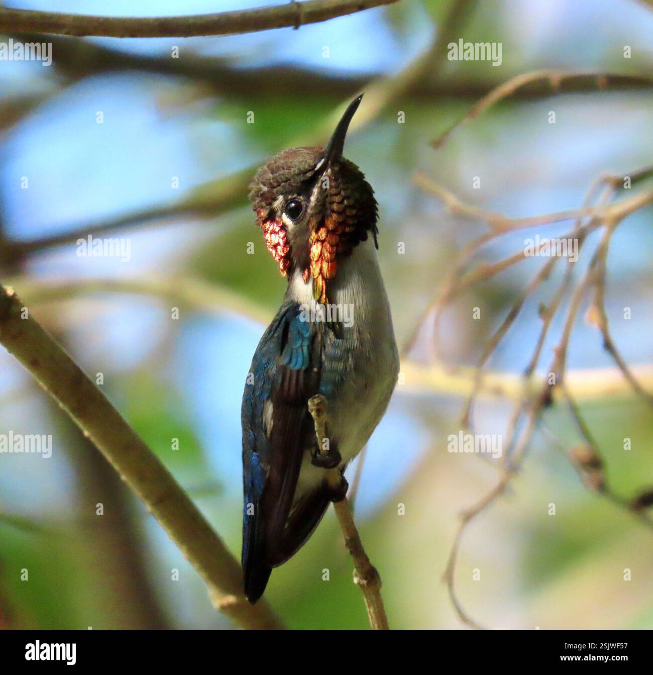 Bee Hummingbird (Mellisuga helenae), Aves, Ciénaga de Zapata, CU-MA, CU ...