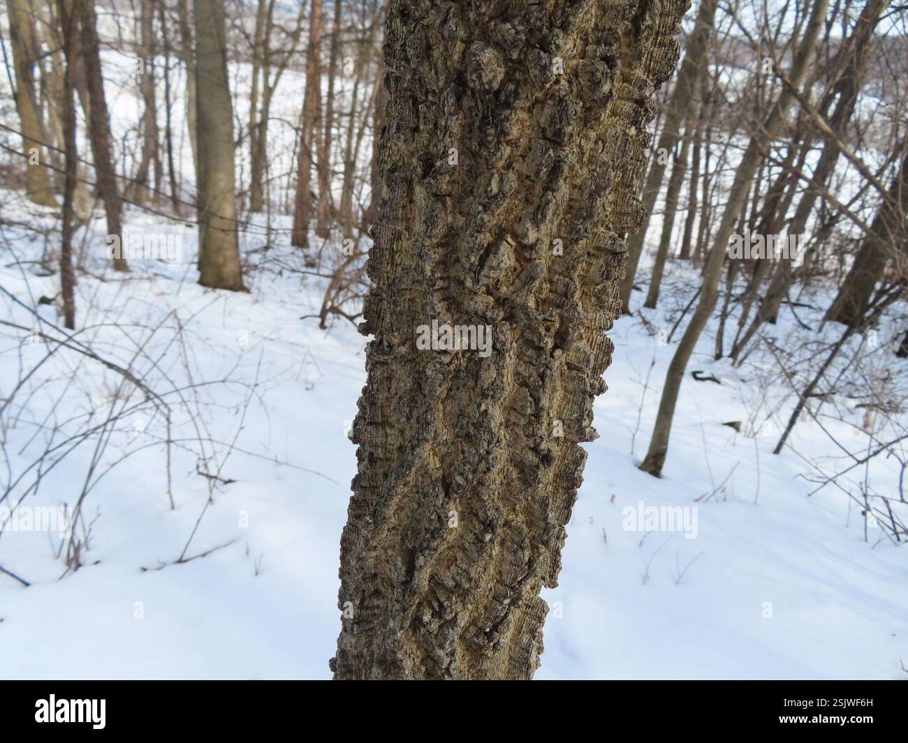 common hackberry (Celtis occidentalis), Plantae, Columbia County, WI ...