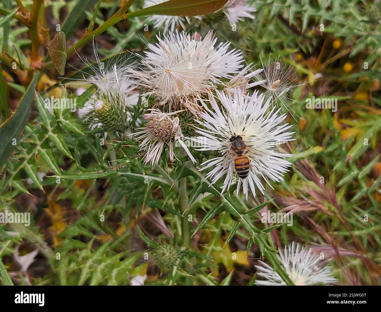 Western Honey Bee (Apis mellifera), Insecta, X9W7+6QG, Mellieħa, Malta ...