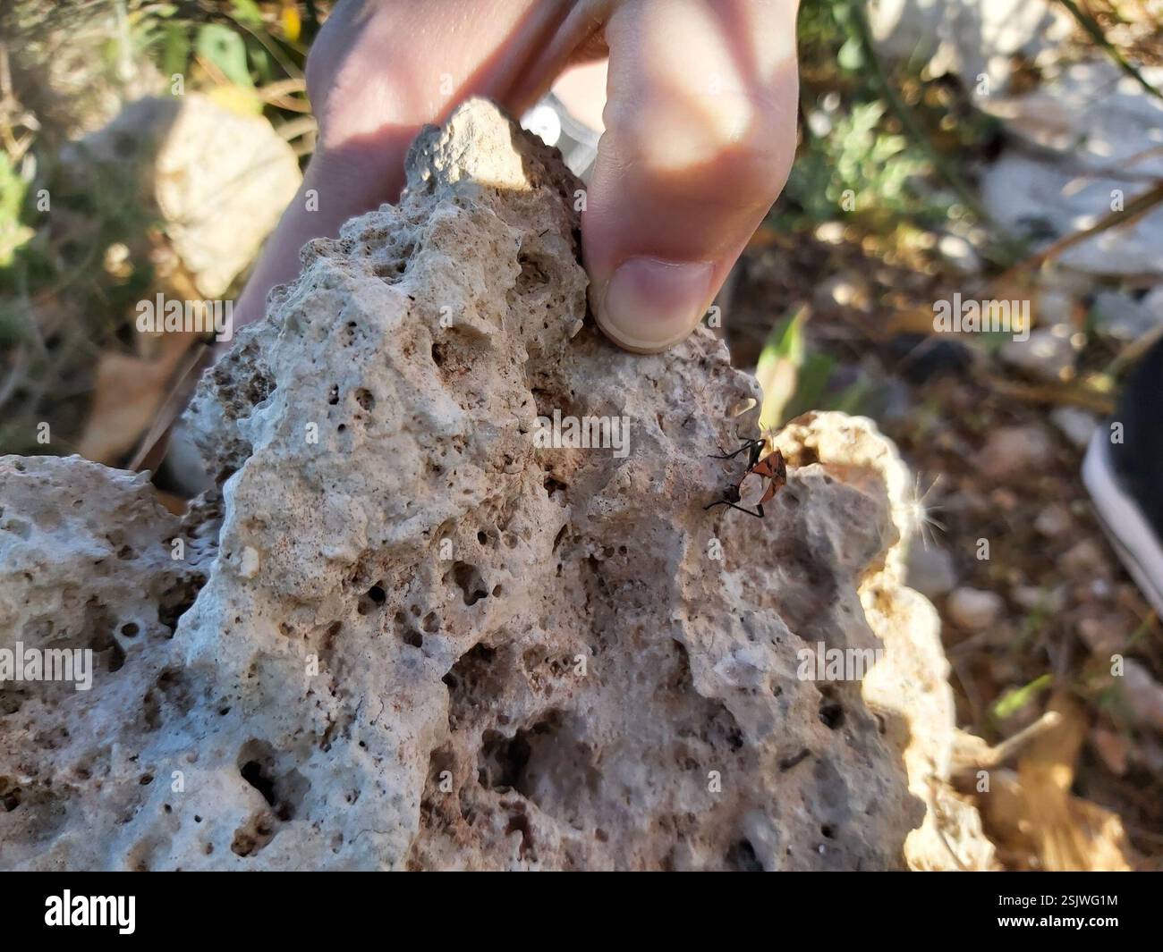 Indian Milkweed Bug (Spilostethus pandurus), Insecta, Pembrukas, Malta ...