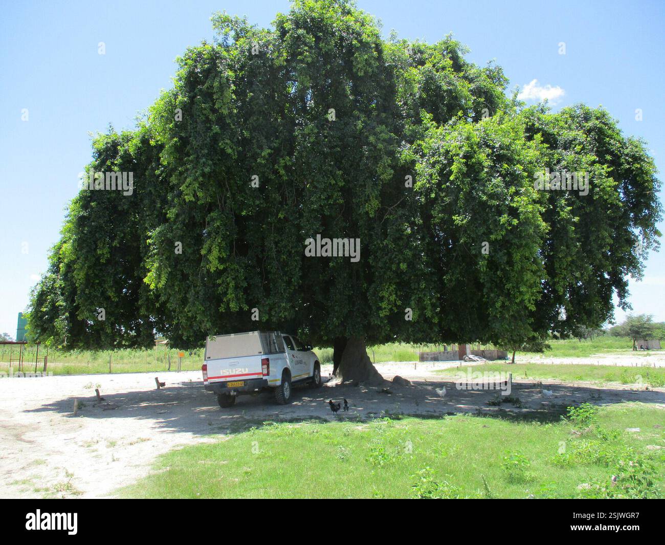 brown ivory (Phyllogeiton discolor), Plantae, Zambezi Region, Namibia ...