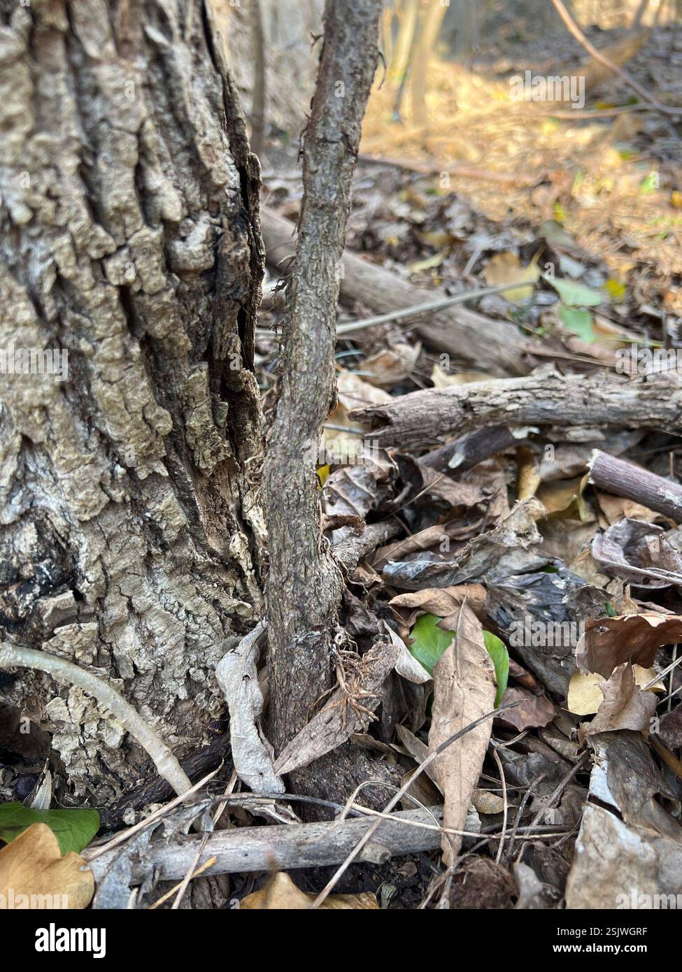 staff-vine family (Celastraceae), Plantae, Arrowhead Rd, Port Republic ...