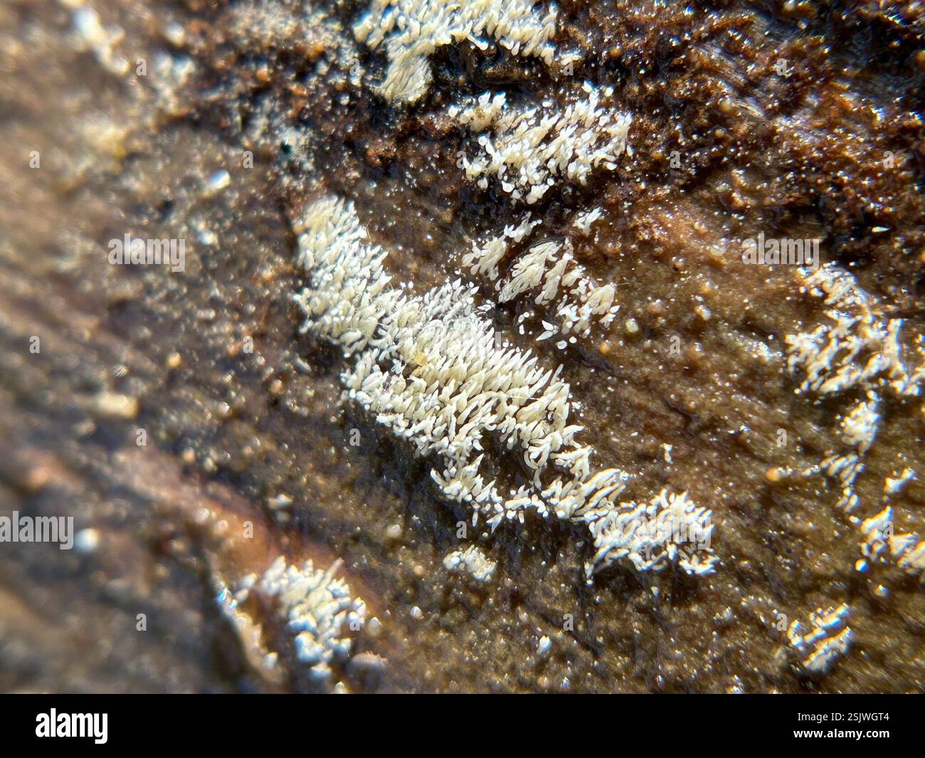antler and spindle fungi (Clavariaceae), Fungi, Newport Ave, Cambria ...