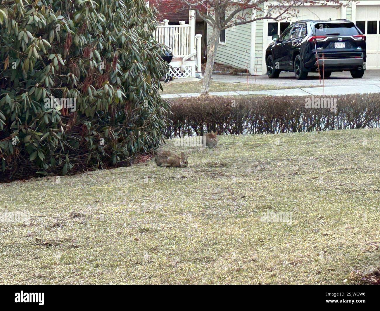 Eastern Cottontail (Sylvilagus floridanus), Mammalia, Hillside Rd ...
