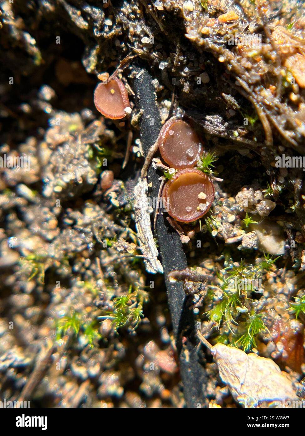 Operculate Ascomycetes (Pezizomycetes), Fungi, Monaña de Oro State Park ...
