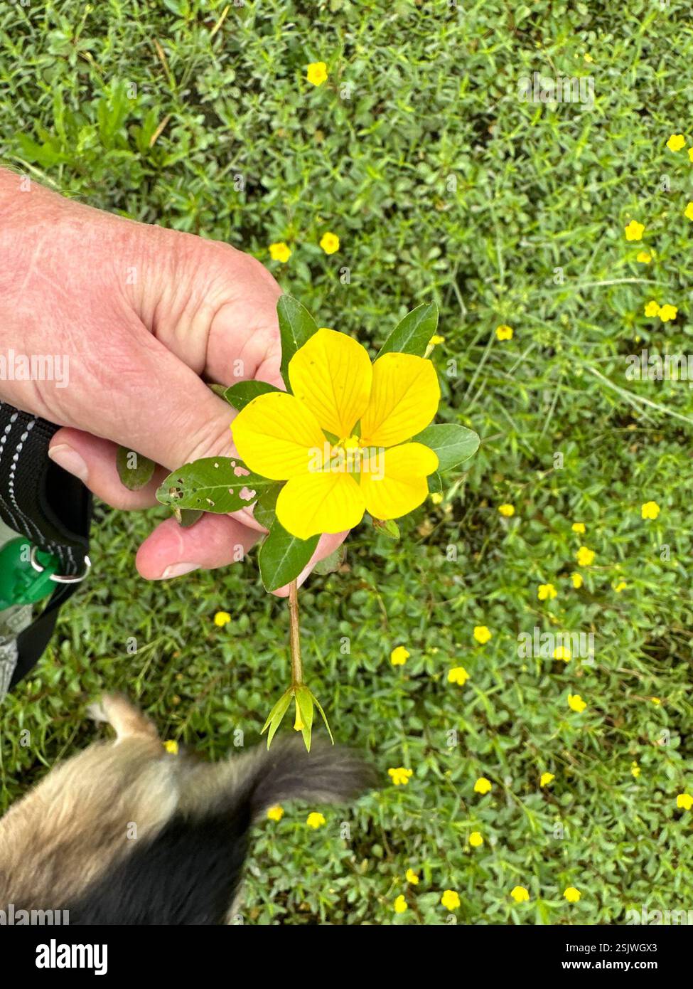 floating primrose-willow (Ludwigia peploides), Plantae, Bear Creek ...