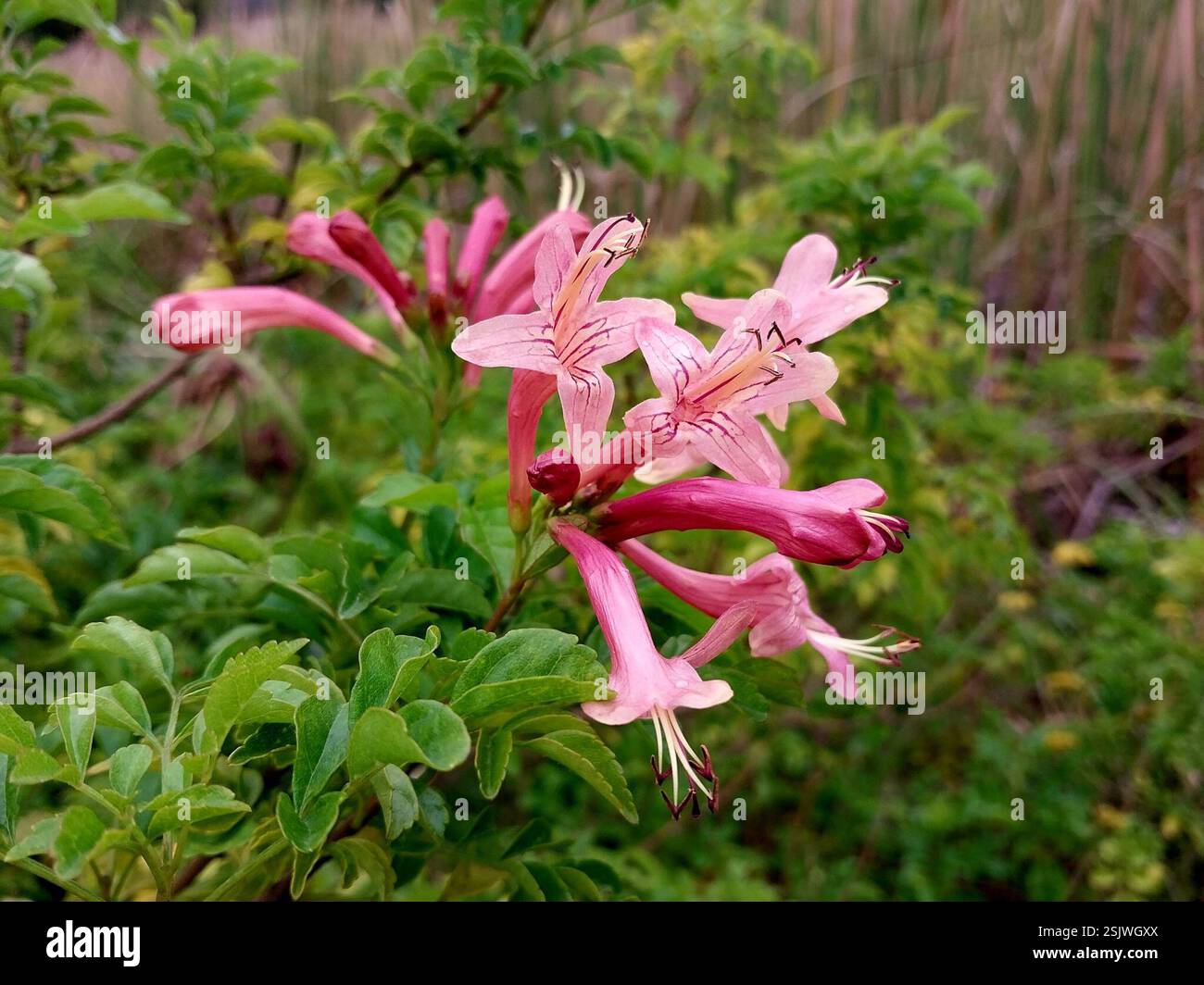 Cape Honeysuckle (Tecomaria capensis), Plantae, Campher's Drift, George ...
