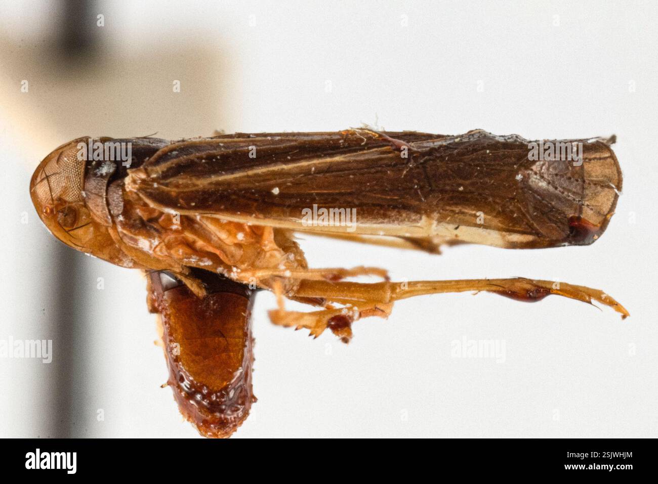 (Haplaxius nimbus), Insecta, Puerto Ayacucho 7101, Amazonas, Venezuela ...