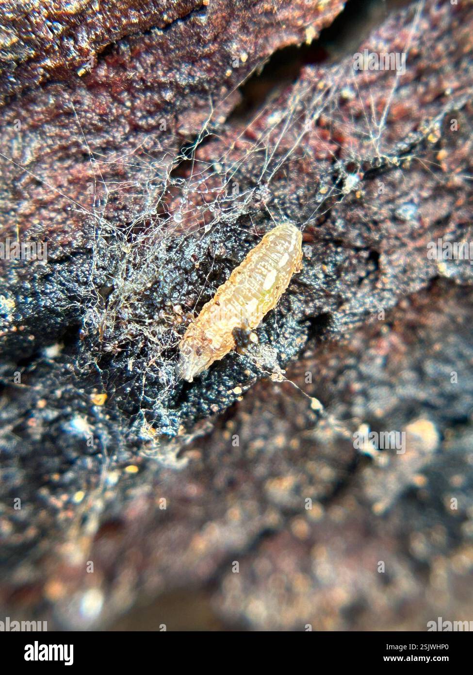 Typical Hover Flies (Syrphinae), Insecta, Monaña de Oro State Park, Los ...