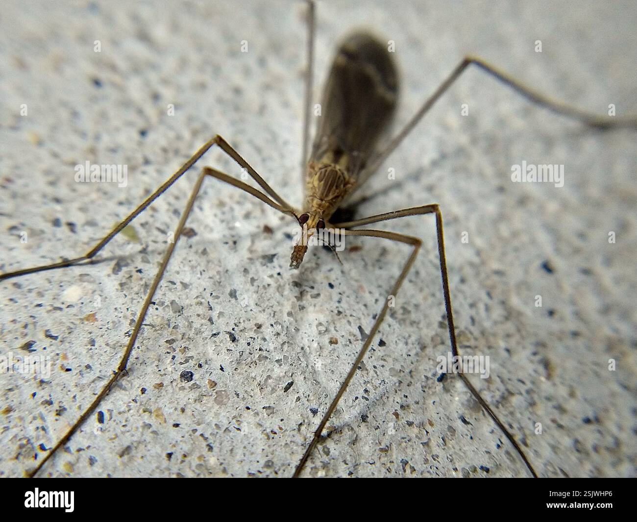 Typical Crane Flies (Tipuloidea), Insecta, California State University ...