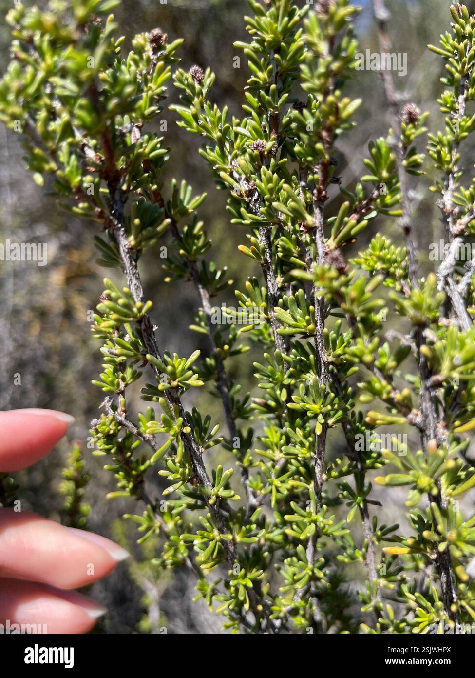 chamise (Adenostoma fasciculatum), Plantae, San Benito County, CA, USA ...