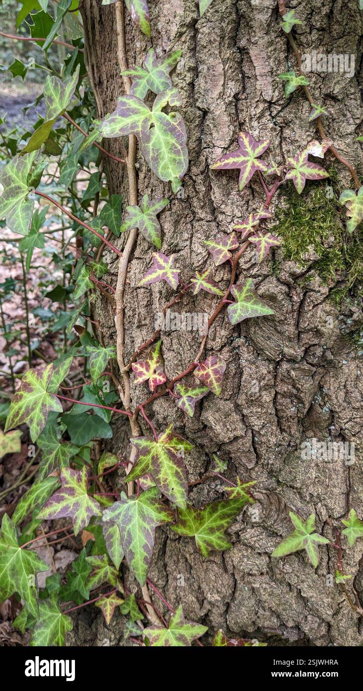 English Ivy (Hedera helix helix), Plantae, London, UK Stock Photo - Alamy