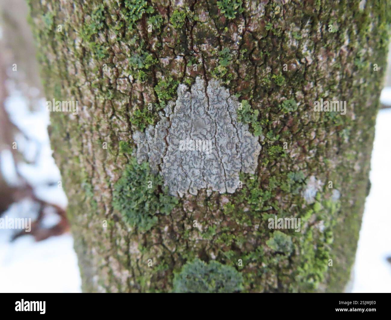 Common Script Lichen (Graphis scripta), Fungi, Waukesha County, WI, USA ...