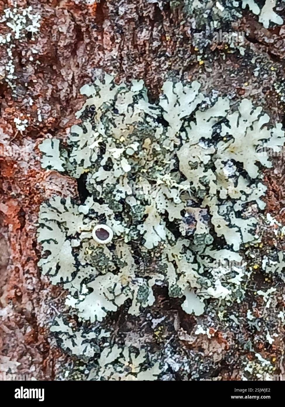 Mealy Shadow Lichen (Phaeophyscia orbicularis), Fungi, Helipad, 35043 Marburg, Deutschland Stock ...