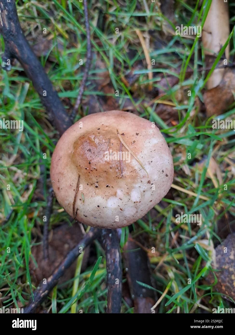 Purple Swamp Brittlegill (Russula nitida), Fungi, Invercargill, NZ-SO ...