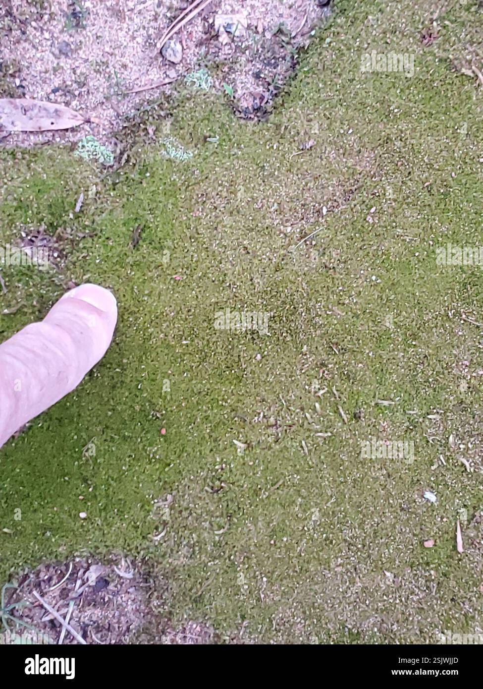 mosses (Bryophyta), Plantae, Douglas, Georgia, United States Stock ...