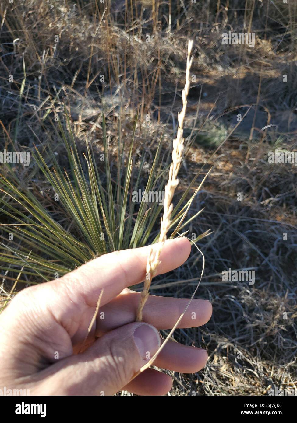 Slim Tridens (Tridentopsis mutica), Plantae, Randall, Texas, United ...