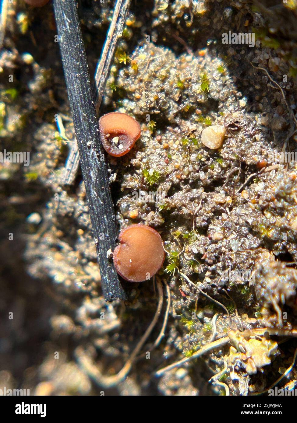 Operculate Ascomycetes (Pezizomycetes), Fungi, Monaña de Oro State Park ...
