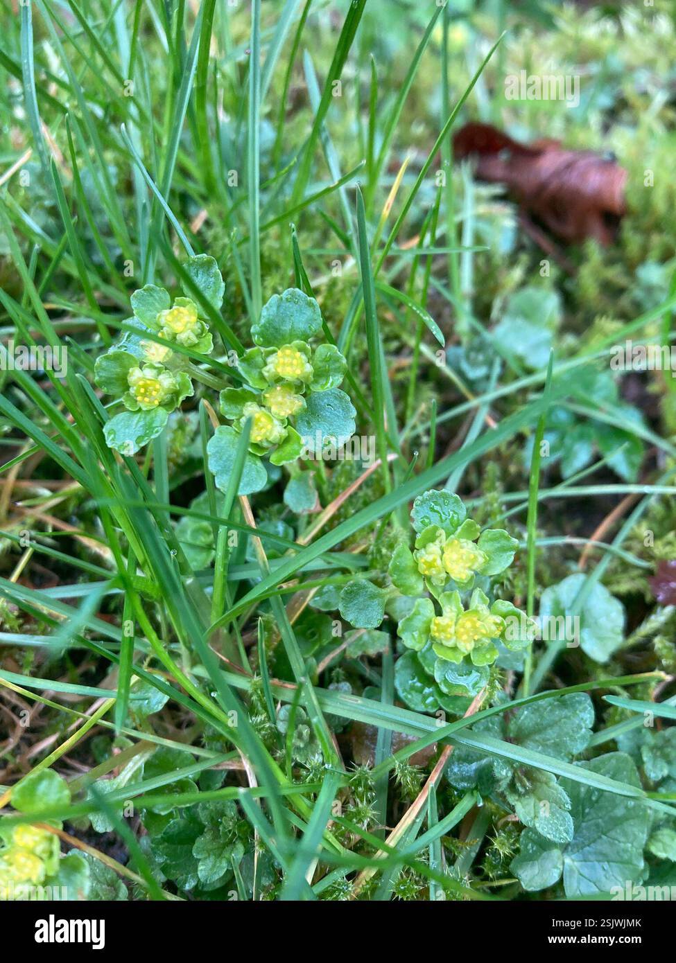 Opposite-leaved Golden-saxifrage (Chrysosplenium oppositifolium ...
