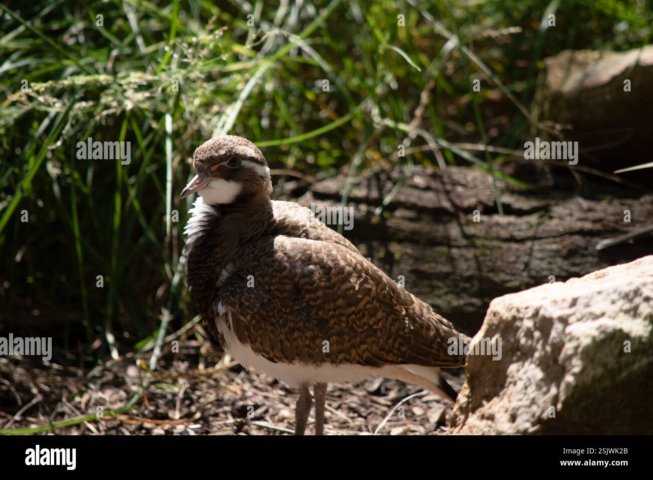 The bush stone curlew has grey-brown feathers with black streaks, a ...
