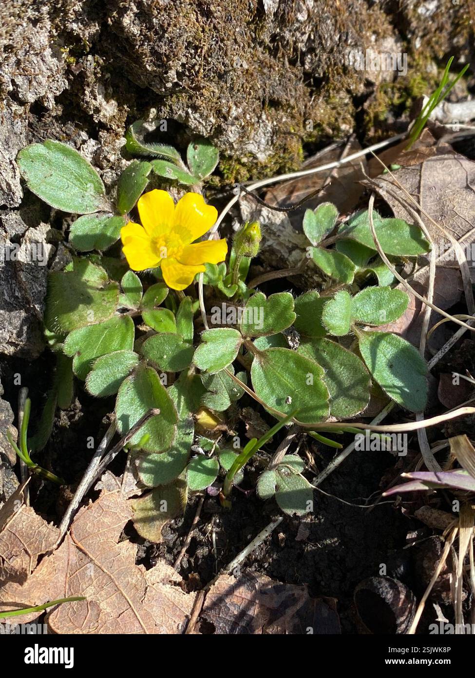 Early Buttercup (Ranunculus fascicularis), Plantae, Fayetteville, AR ...