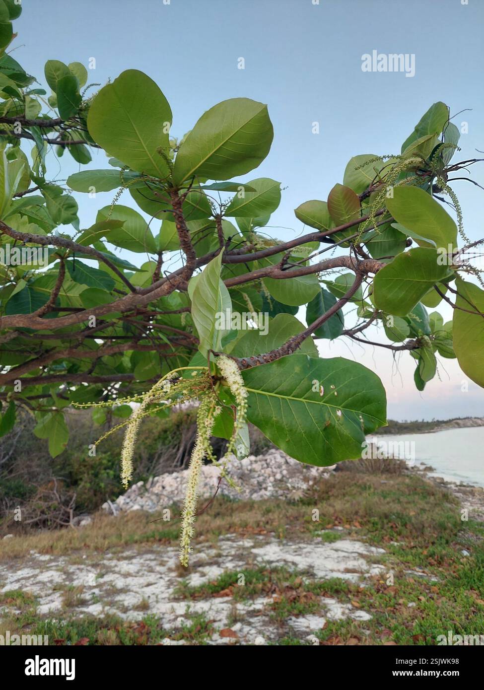 Sea Almond (Terminalia catappa), Plantae, Cuba Stock Photo - Alamy