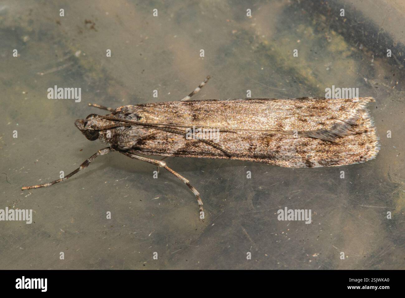 (Scoparia petrina), Insecta, Omarama, New Zealand, Very long ...