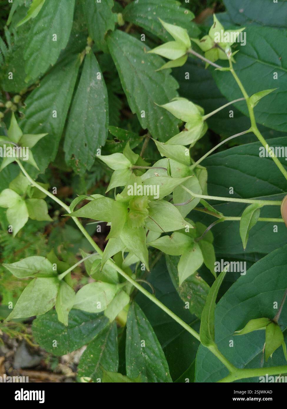 (Trichodesma calycosum), Plantae, Taitung, TW-TA, TW Stock Photo - Alamy