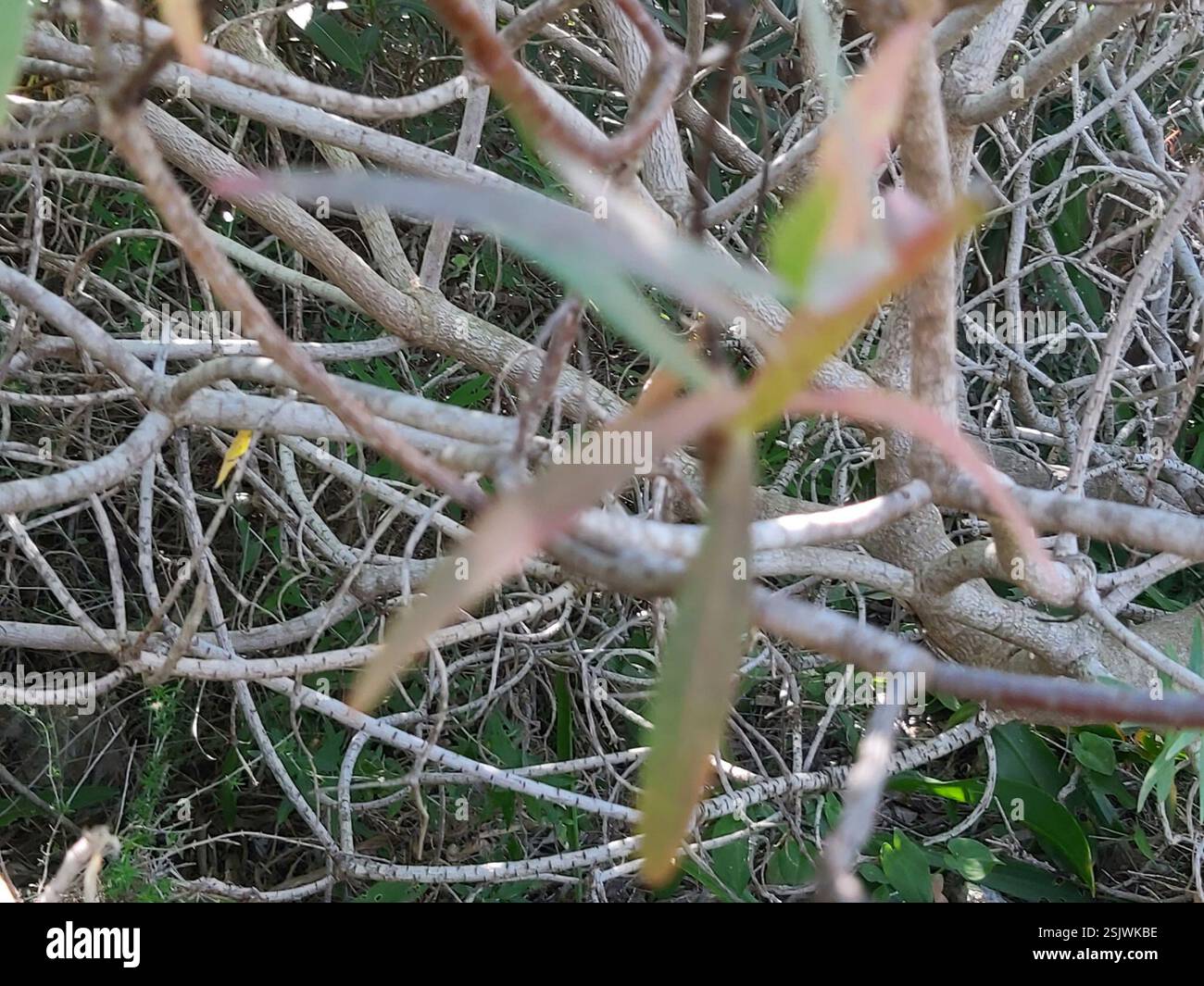 tree spurge (Euphorbia dendroides), Plantae, 288H+R9F, Gadžnsilemas ...