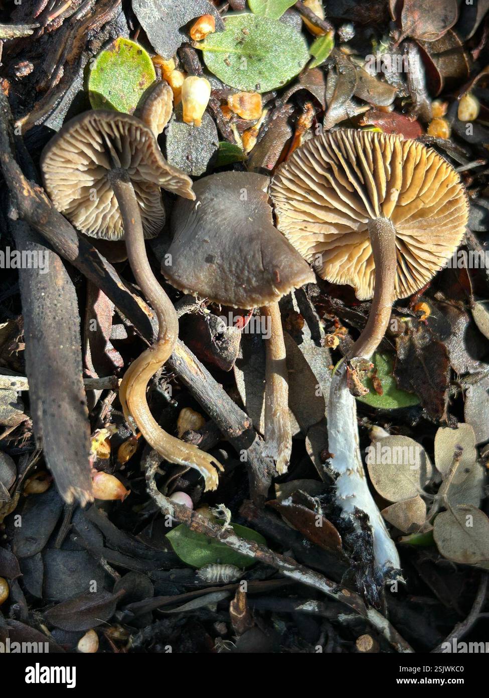 (Entolomataceae), Fungi, Alamo Dr, Los Osos, CA, US Stock Photo - Alamy