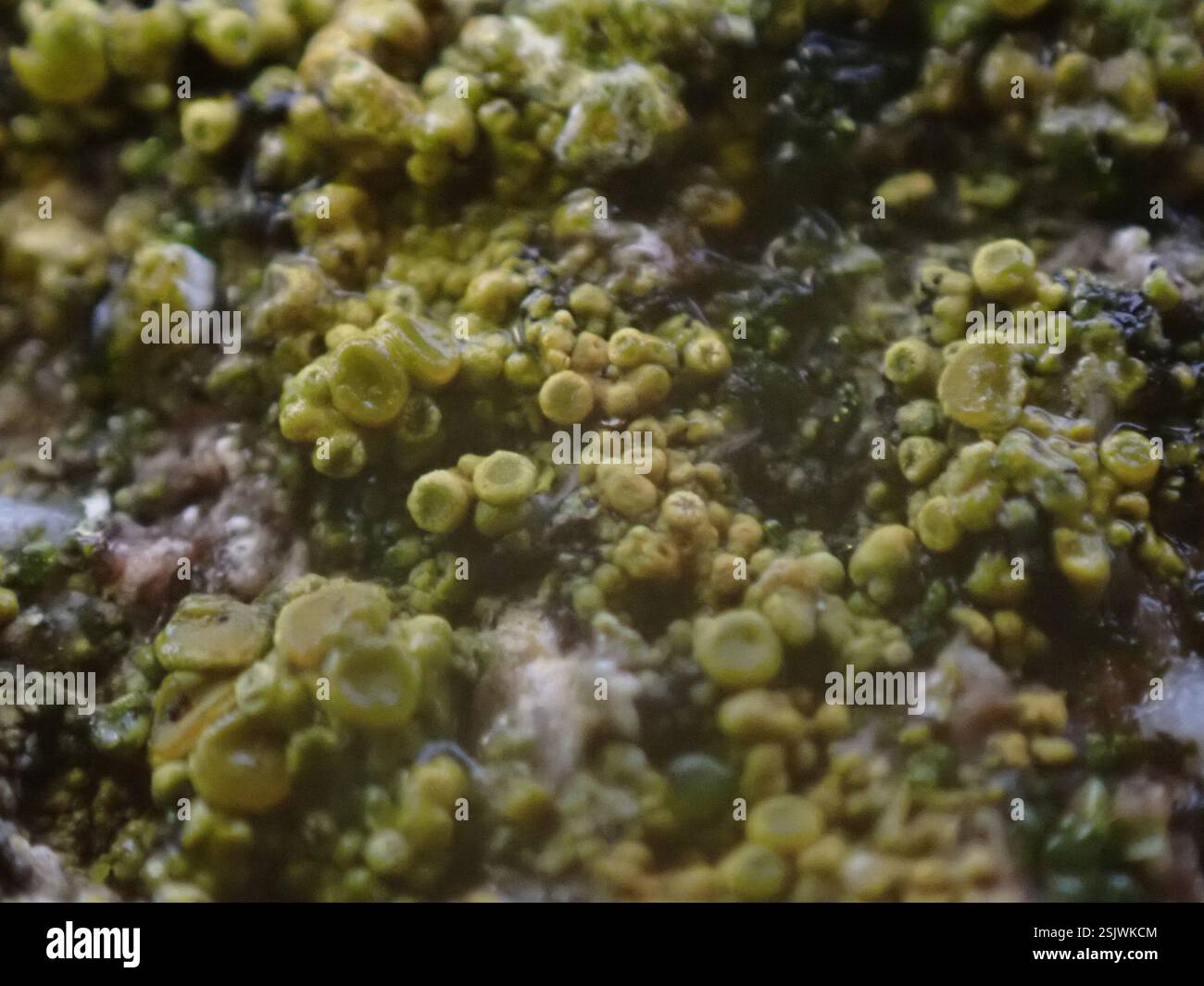 common lichens (Lecanoromycetes), Fungi, Capital, BC, Canada, In the ...